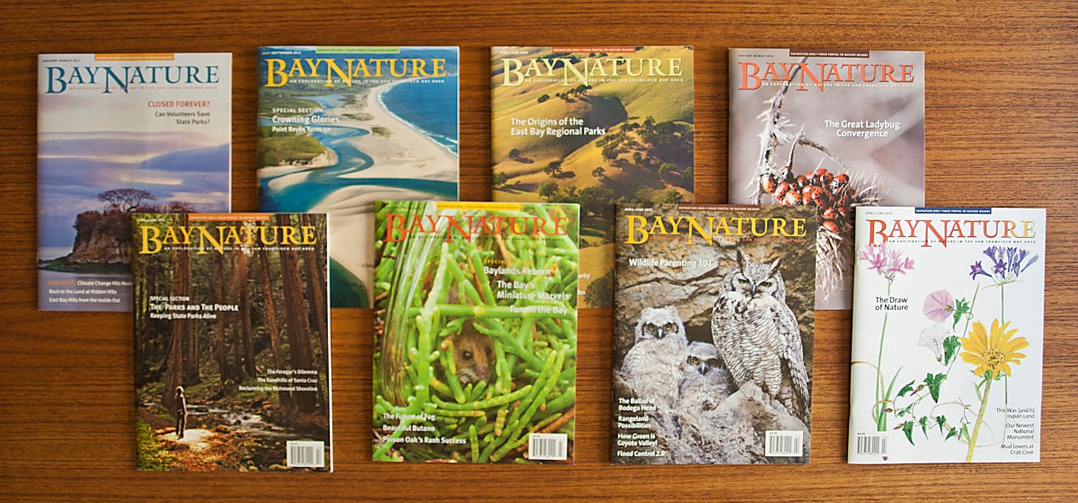 Bay Nature Magazine — Ads – Kimberly Milruya